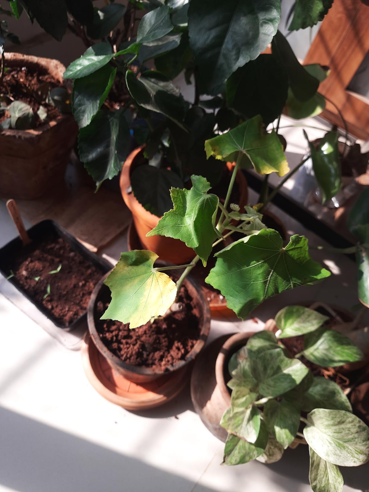 Hug A Plant | Changing Rose/The Confederate Rose (Hibiscus mutabilis ...