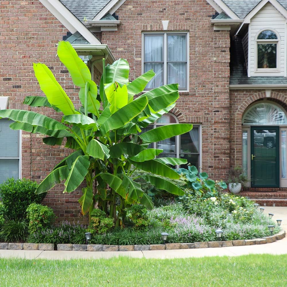Banana Tree Landscaping Ideas