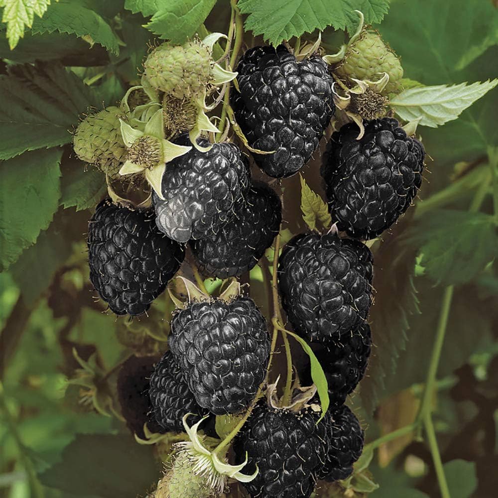 Black Raspberry 'Black Jewel' Plant in a 2L Pot Grow Your Own Fruit ...