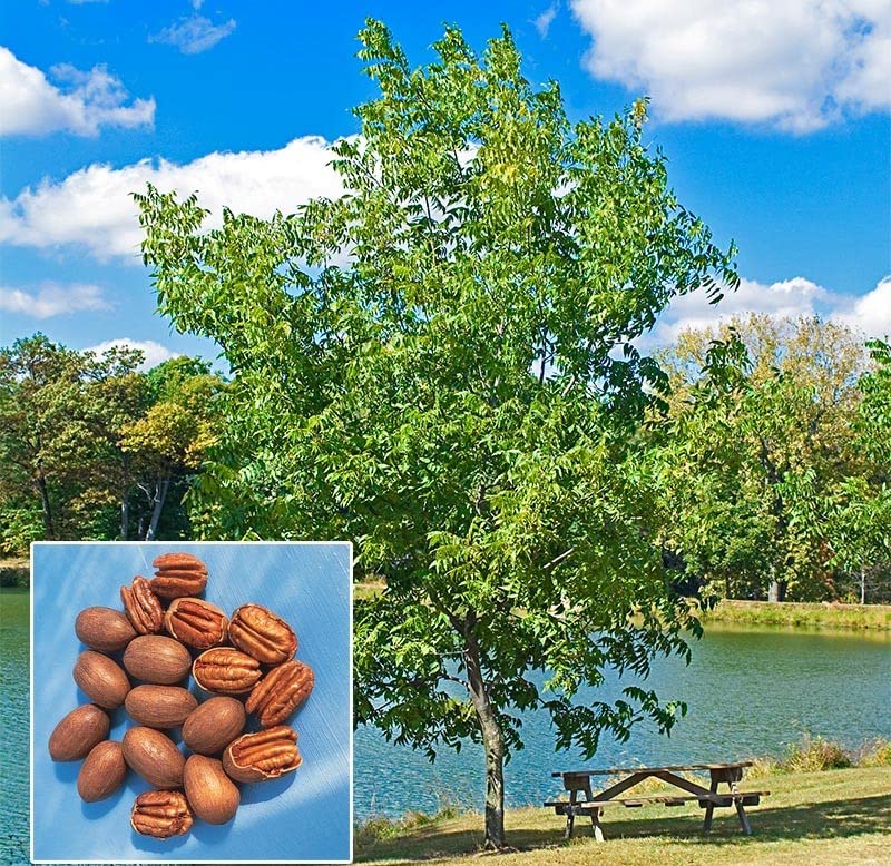 Pecan tree - How to grow & care
