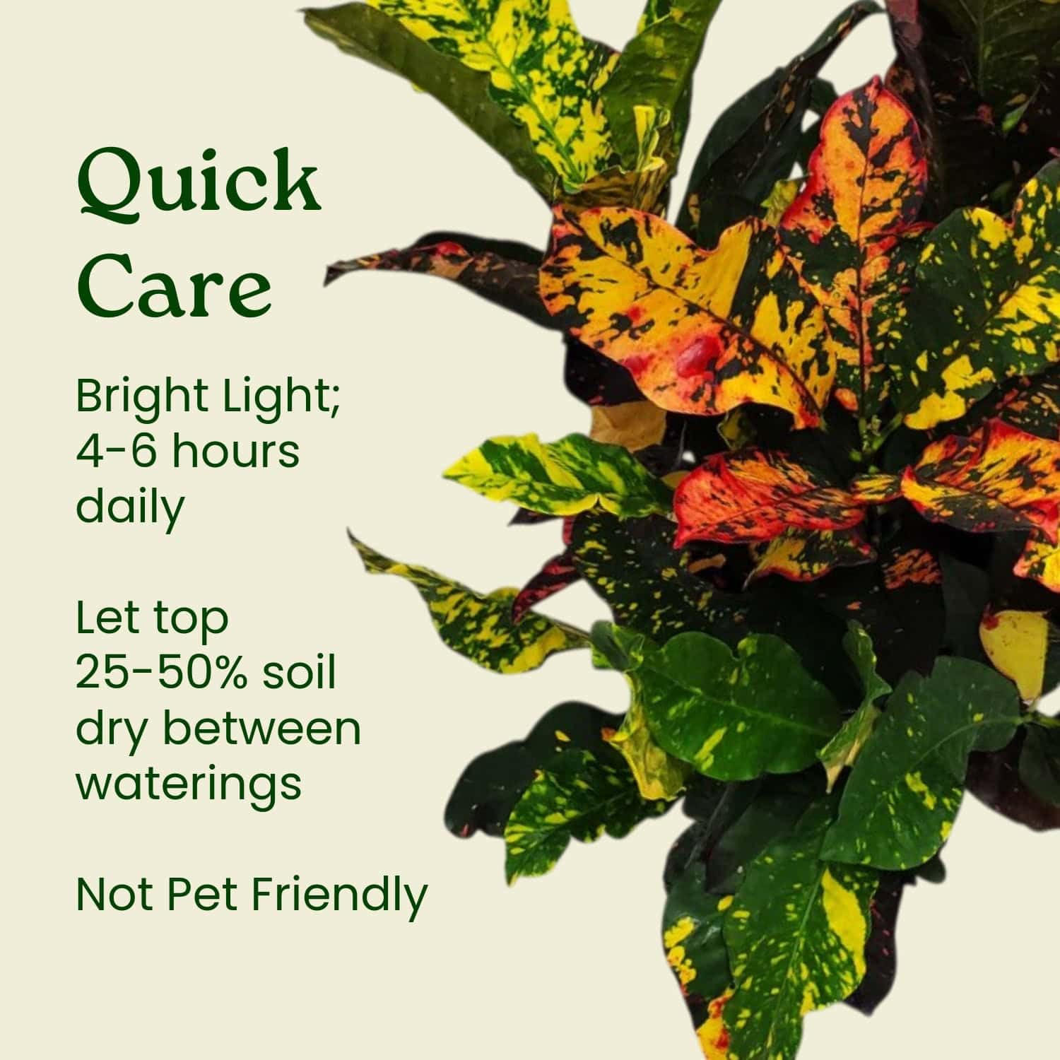 Bravo Croton Plant