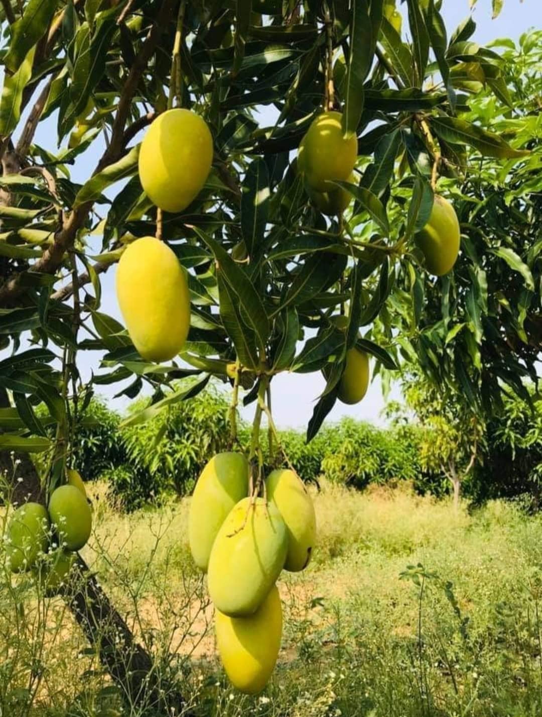 Nectar Garden Dasheri Mango plant-Grafted Variant Mango Plant : Amazon ...