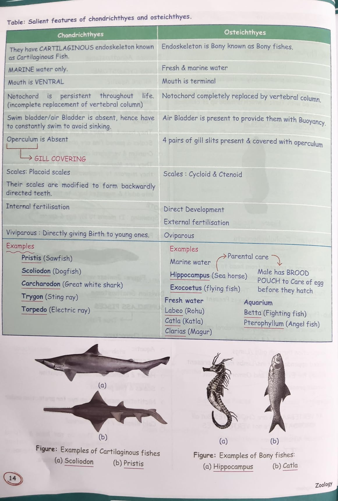Buy PW ZOOLOGY MED EASY HANDWRITTEN NOTES BY SAMAPTI SINHA MAHAPATRA ...