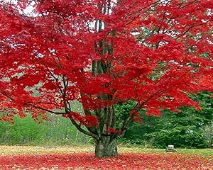 Amazon.com : 5 Red Maple Trees - 6-12" Tall Live Plants - Fast Growing ...