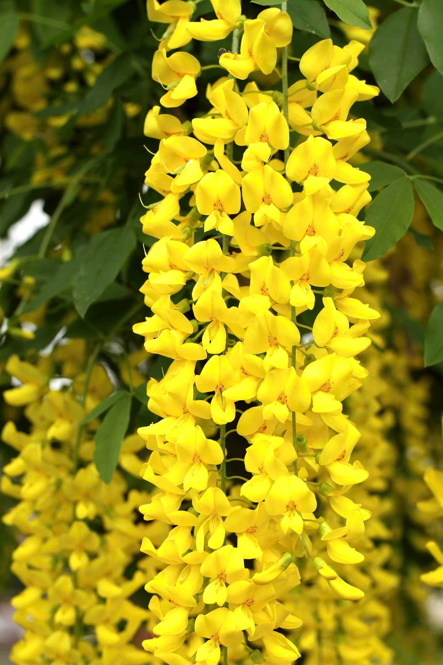 Amazon.com : Golden Chain Tree Seeds for Planting (8 Seeds) - Great for ...