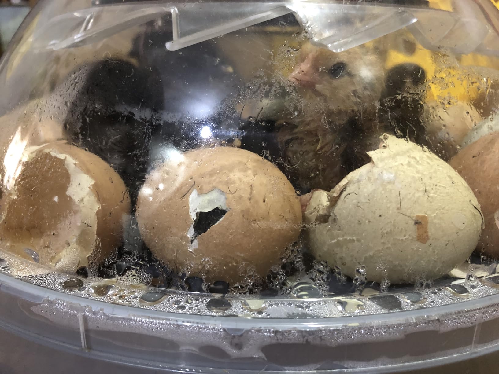 $10/mo - Finance Egg Incubator for Hatching Eggs with Intelligent ...