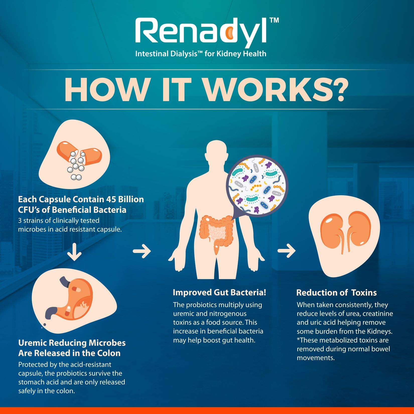 Snapklik.com : Renadyl Kidney Probiotic Supplement Urea, Creatinine ...