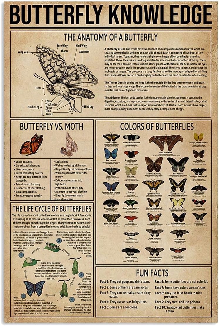Amazon.com : Butterfly Knowledge Metal Tin Signs Anatomy Of A Butterfly ...