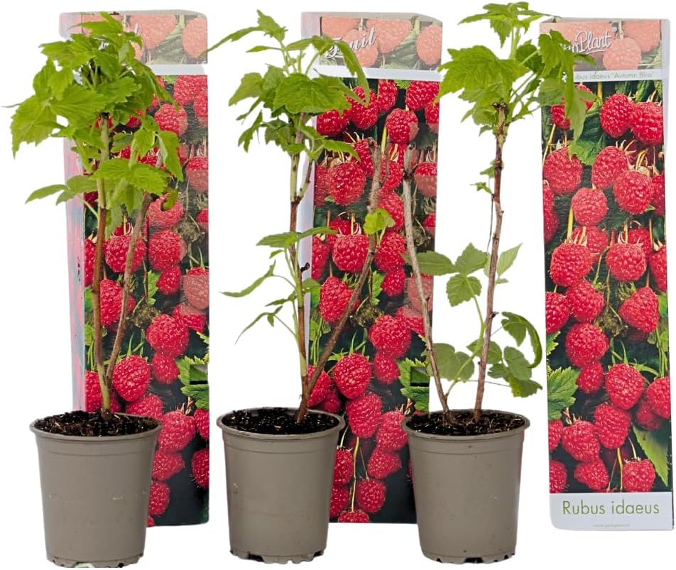 Himbeer Baum Raspbeary