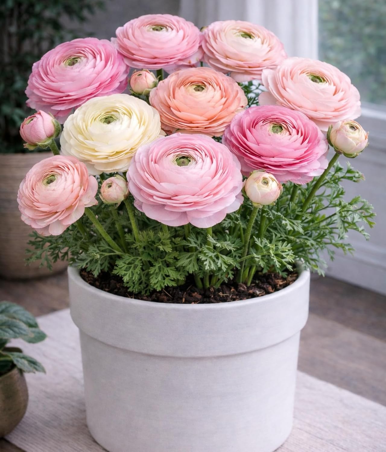 Amazon.com : 8 Indoor Pastel Ranunculus Bulbs for Planting, Mixed Color ...