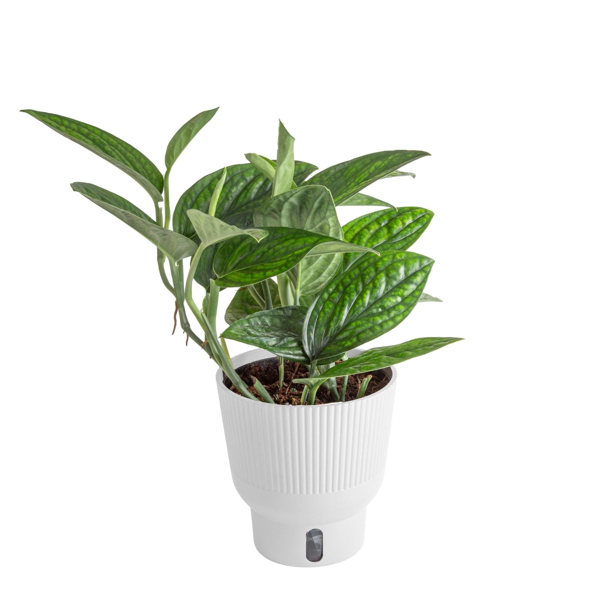 Amazon.com: Costa Farms Green Galaxy Monstera, Rare Unique Live Indoor ...