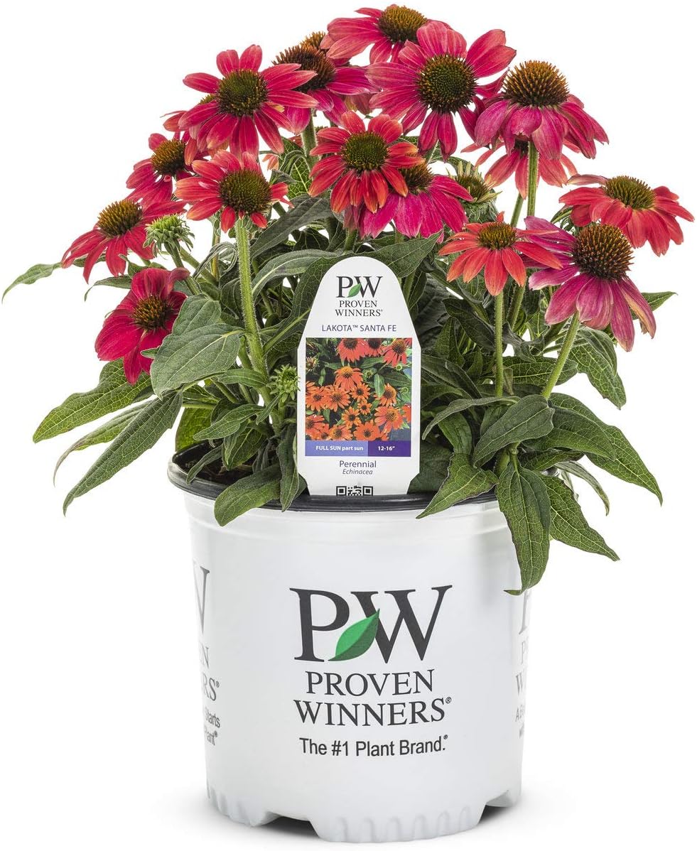 Amazon.com : Proven Winners HYDPRC1216101 Little Lime Punch Panicle ...