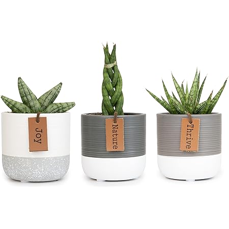 Amazon.com : Costa Farms Mini Succulents Collection, Live Succulent ...