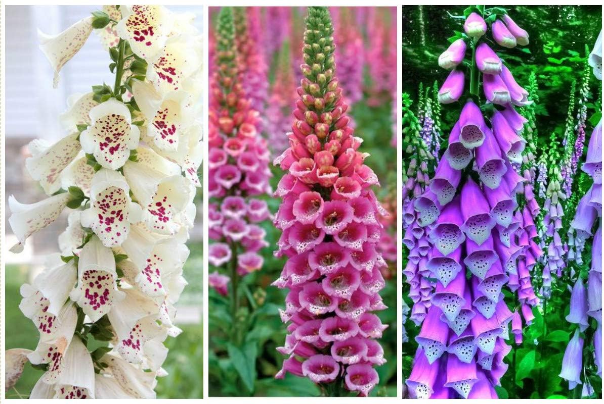 Amazon.com : NIKA SEEDS - Seeds Flowers Purple Foxglove Digitalis Mix ...