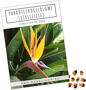 Strelitzie Samen (Strelitzia reginae, 4 Korn) - Exotische Paradiesvogelblume für Balkon ...