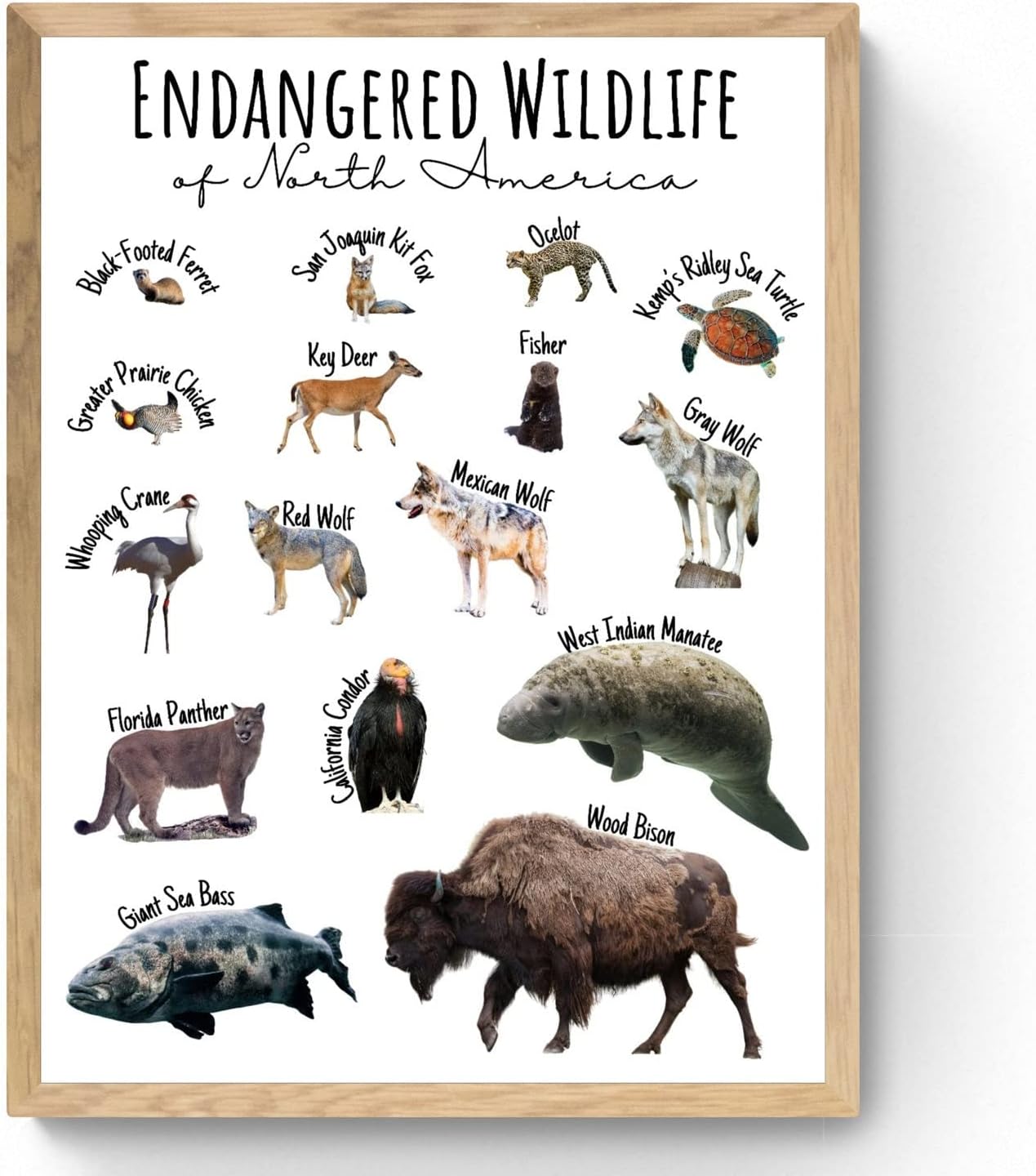 Amazon.com: Retro Metal Tin Sign 8 X 12 Inches Endangered Wildlife of ...