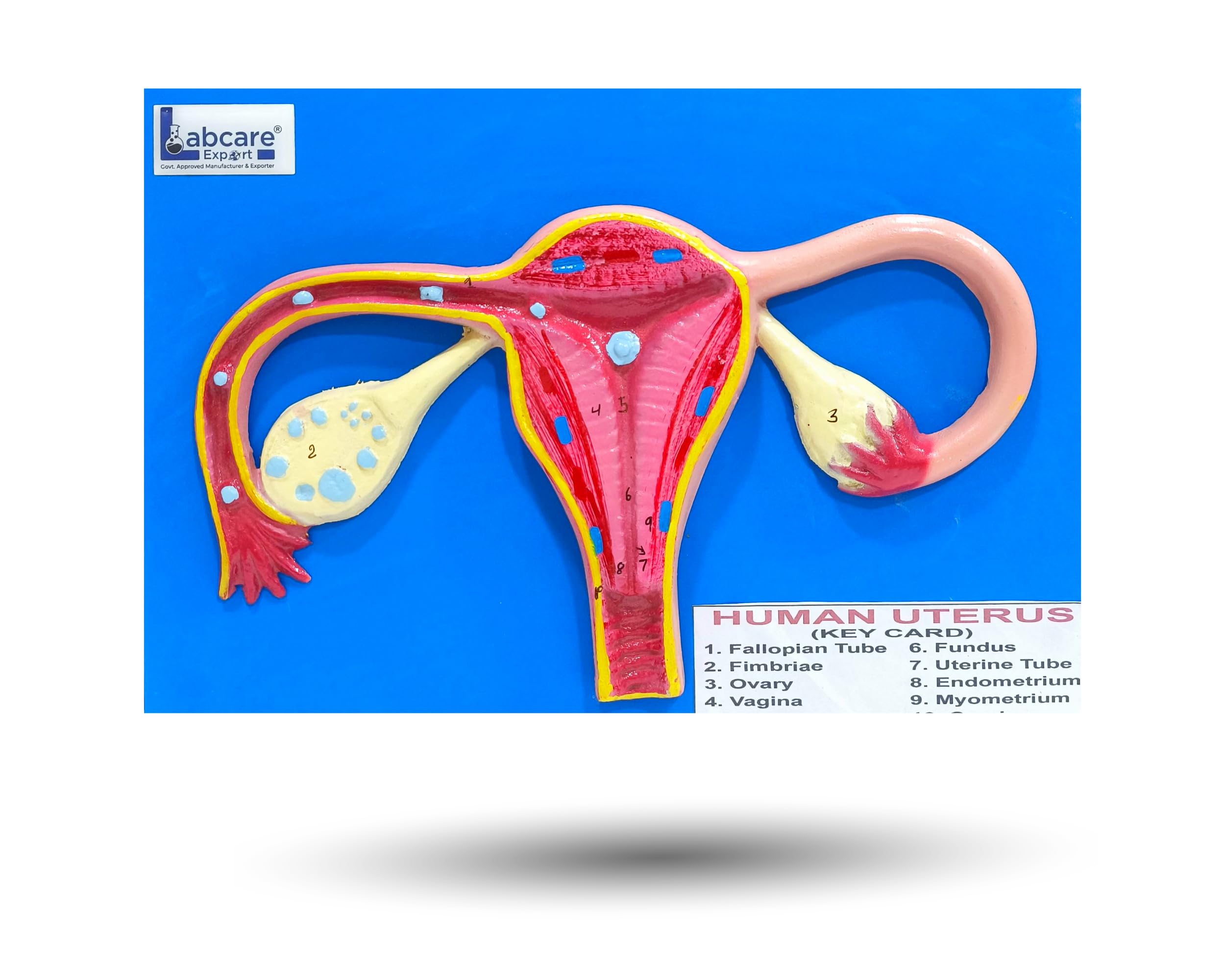 LABCARE® Uterus Ovary Model Body Anatomy Replica of Female Reproductive ...