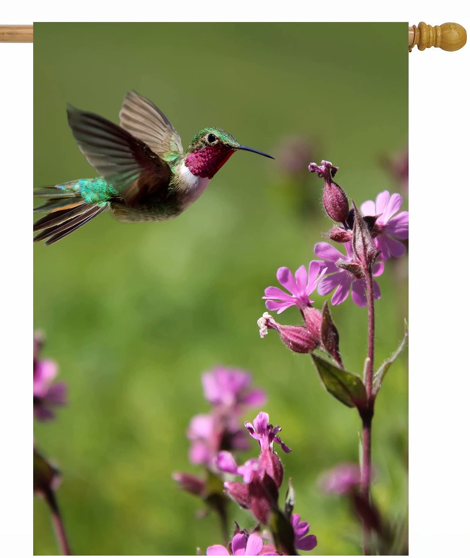 Spring Flowers And Hummingbirds
