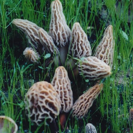 Amazon.com : Large Kit Morel Mushroom Spores in Sawdust Seed Spore kit ...