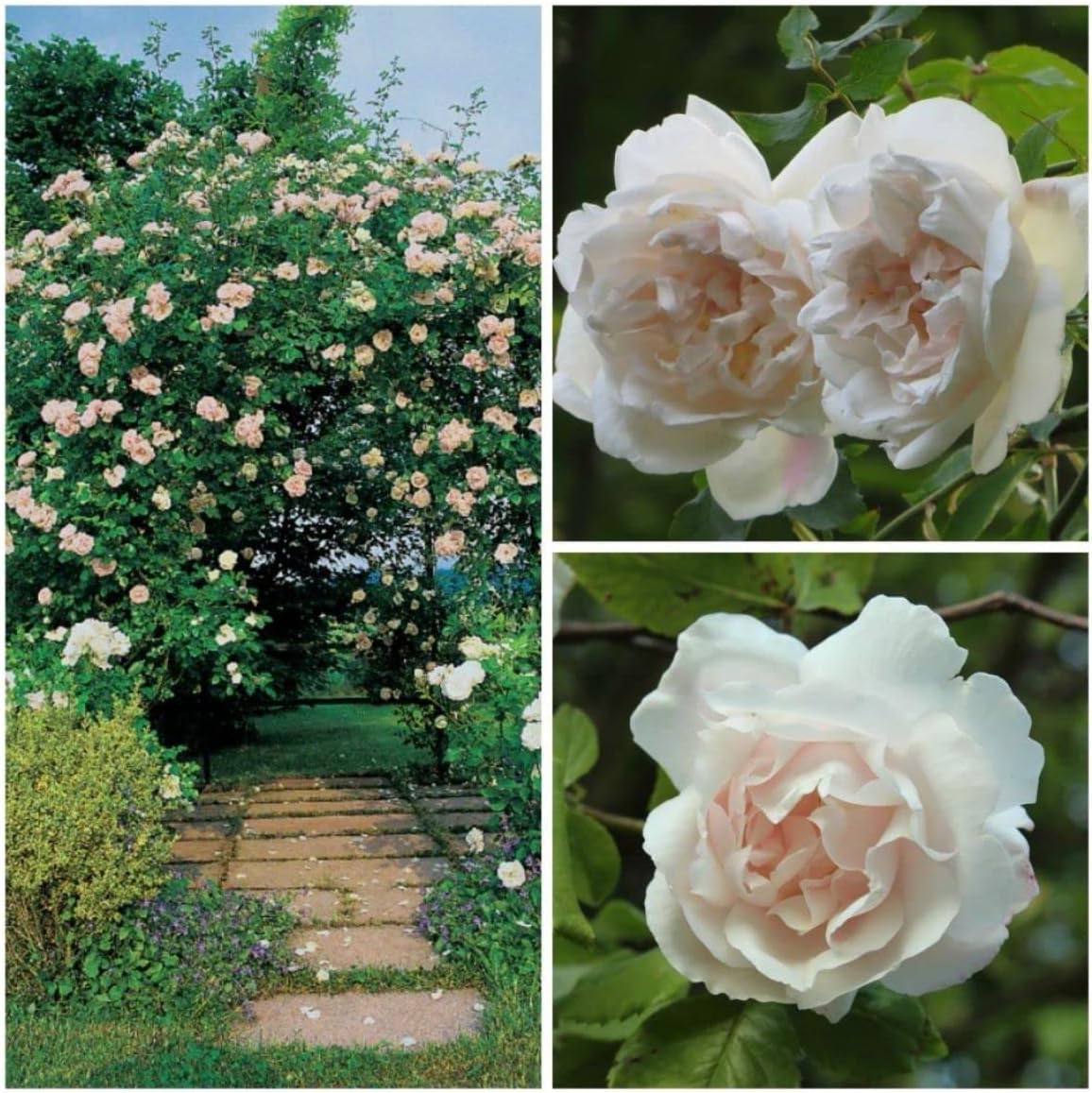 Amazon.com : Climbing Rose Plant Live - Double Rose Flower Cream Light ...