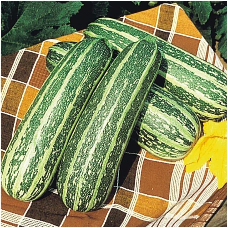 PREMIER SEEDS DIRECT - Marrow - Tiger Cross F1-12 Finest Seeds : Amazon ...