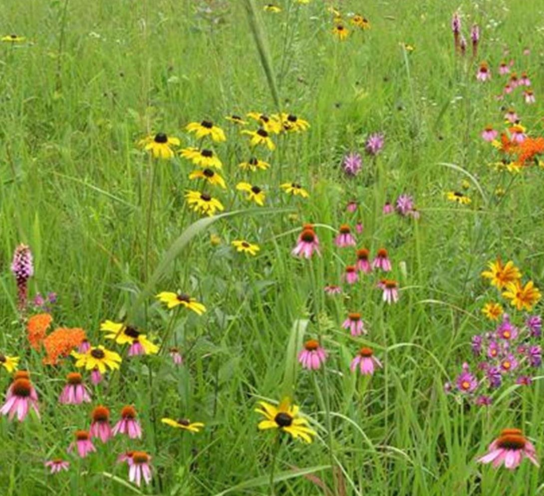 Buy Wildflower Garden and Landscaping Mix (Mix 136), Seed Packet, True ...