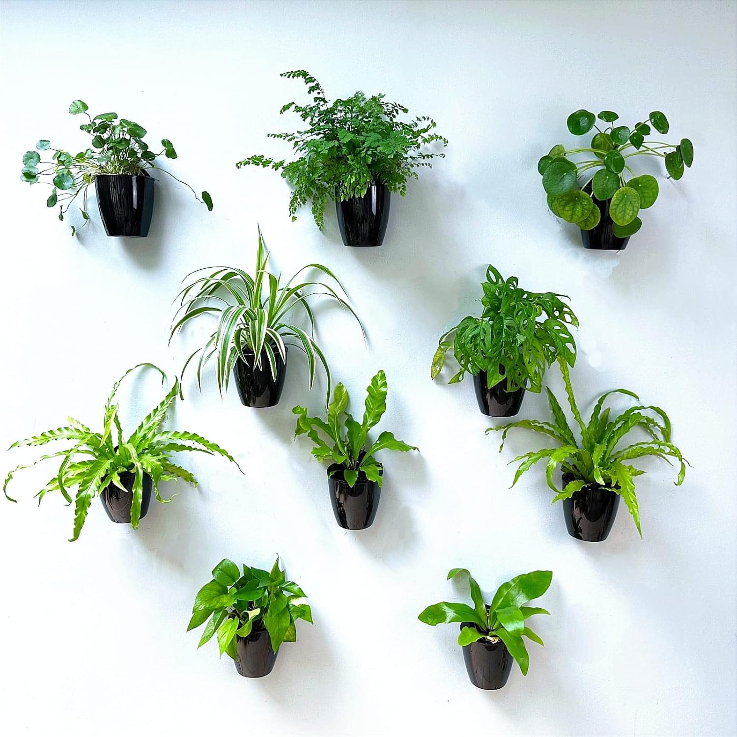 Amazon.com : LaLaGreen Wall Planters for Indoor Plants - 10 Pack, 5 ...