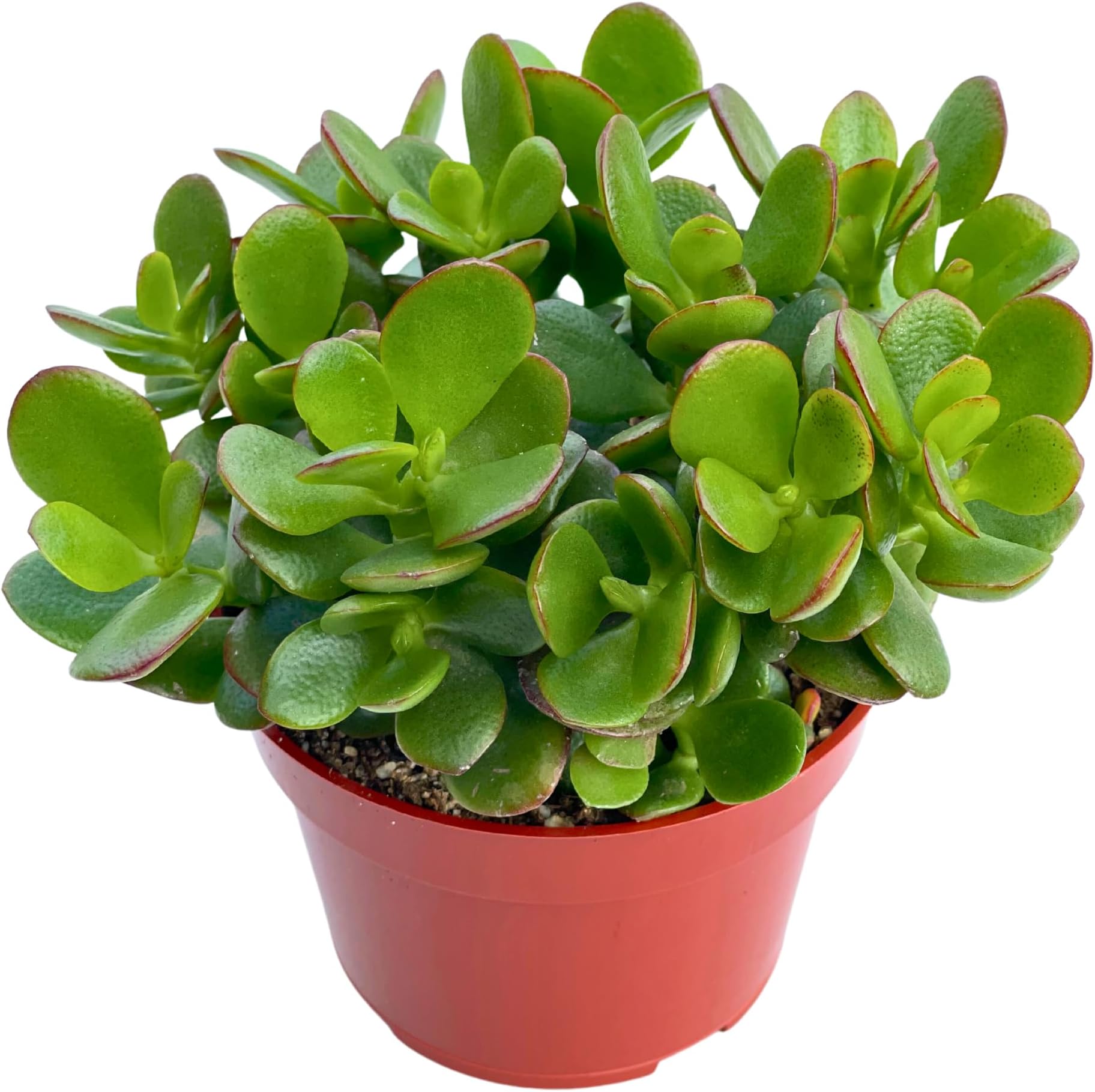 Amazon.com: Jade Plant - Crassula ovuta - Easy to Grow - 6" Pot from ...