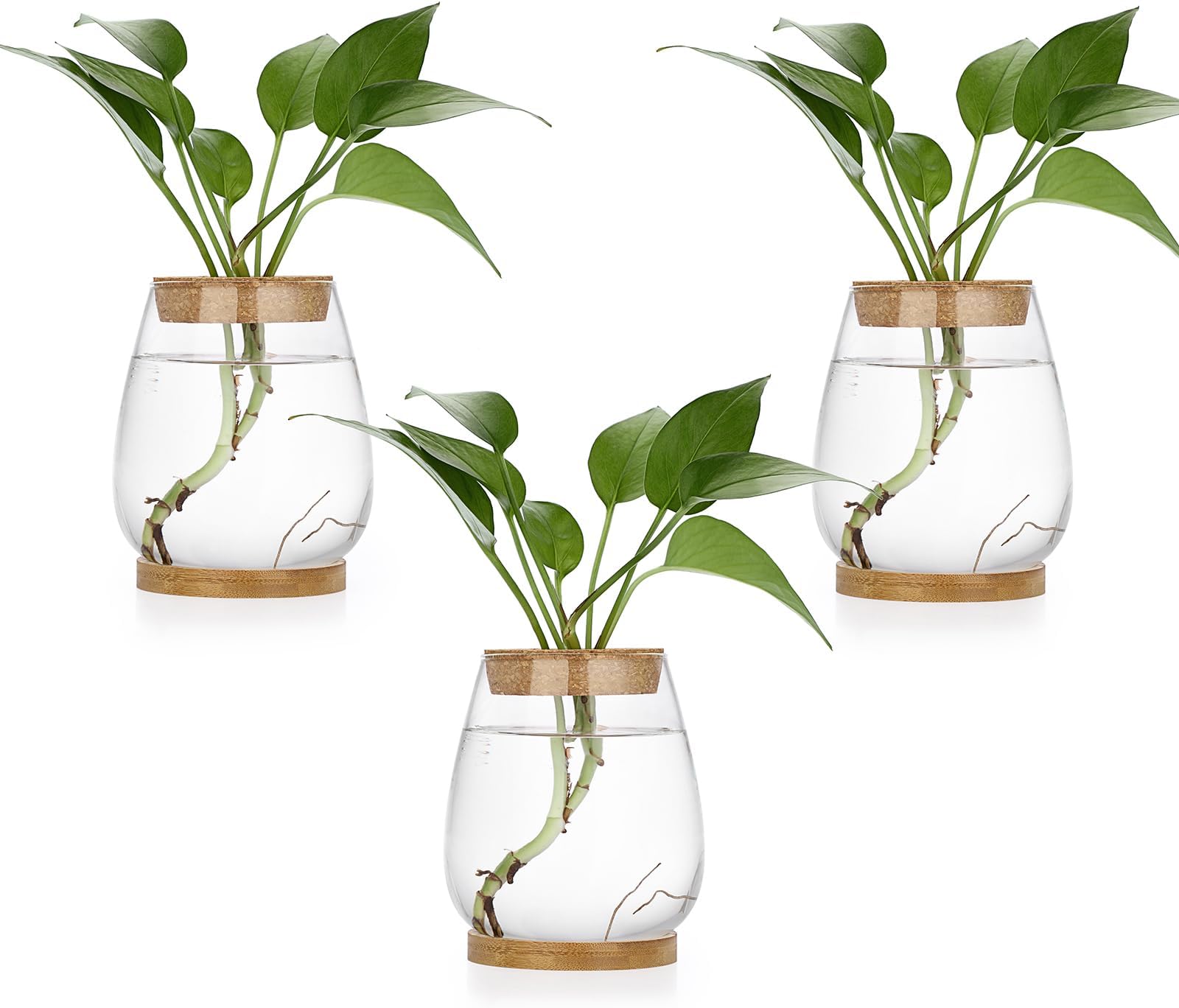 Amazon.com: onepeng Plants Propagation Stations,2 Pcs Separated Desktop ...