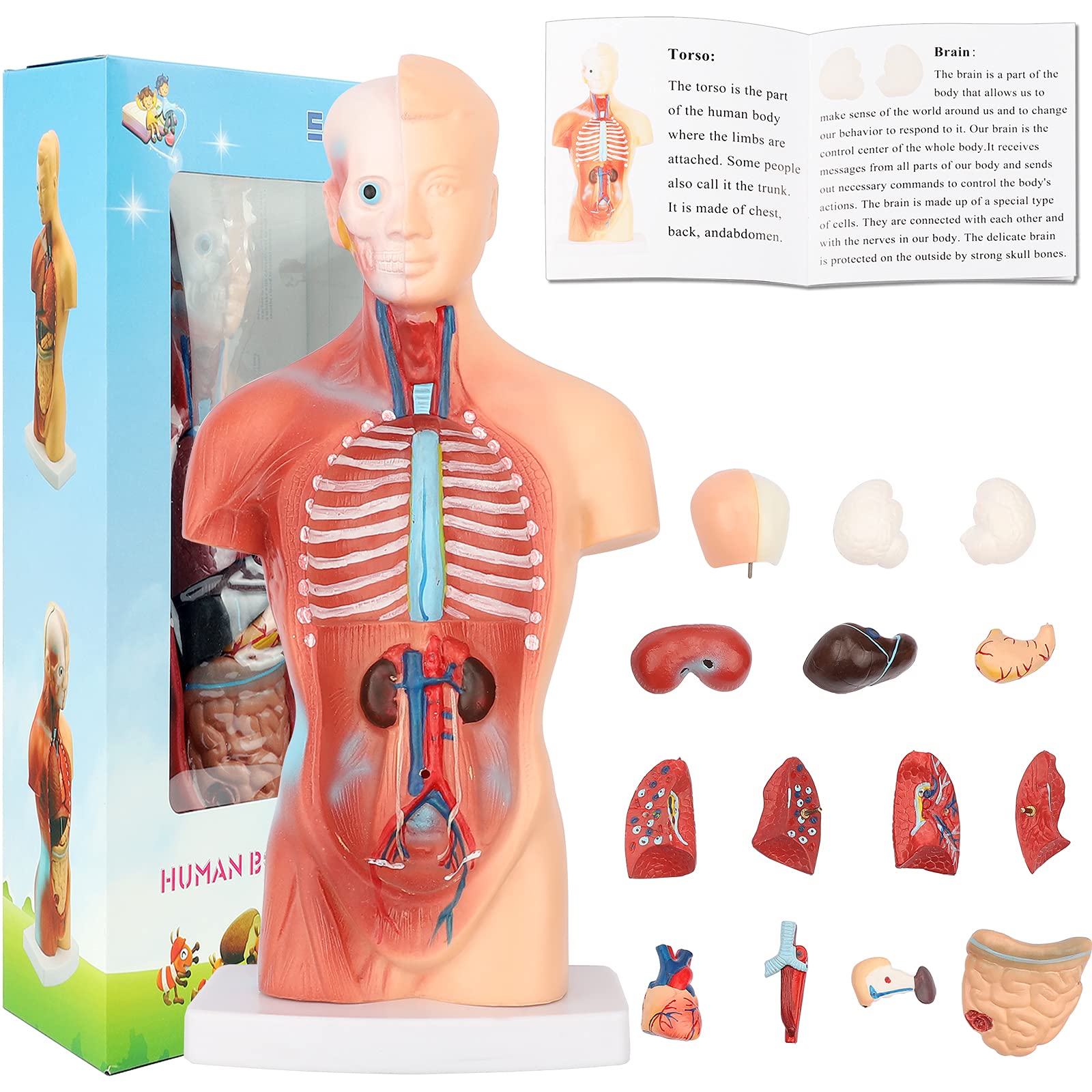 Buy Human Body Model Removable Anatomy Model Toys Teaching Medical ...