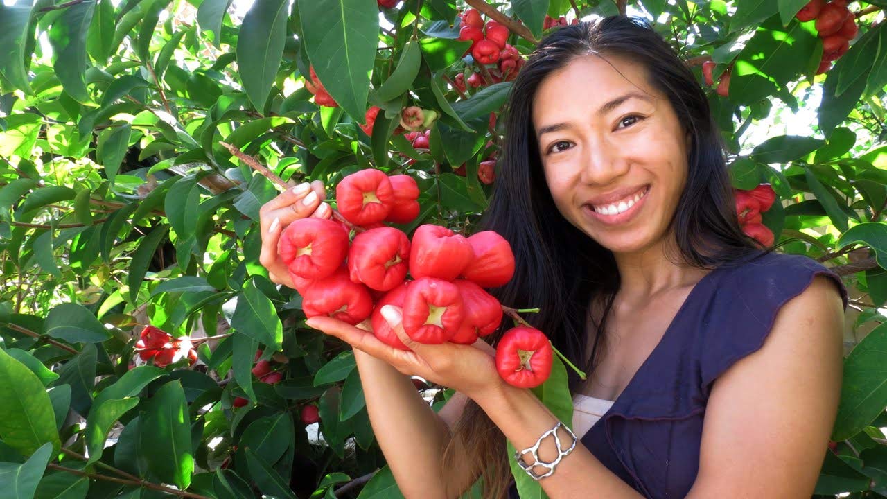 Creative Farmer Live Plants Wax Apple Jamrul Amrool Fruit Plant Rose ...