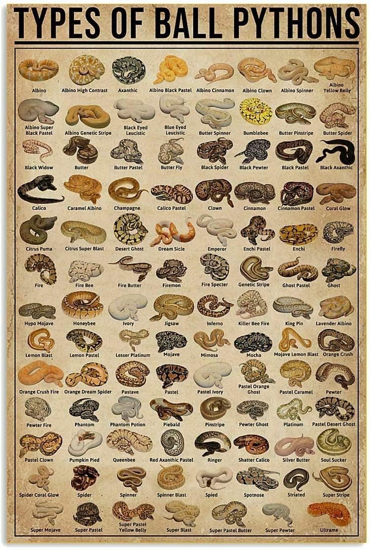 Amazon.com: Type Of Ball Pythons Metal Tin Signs Retro Snake Animal ...