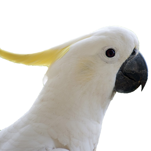 Talking Parrot - App on Amazon Appstore