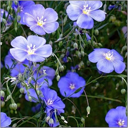 Amazon.com : Earthcare Seeds Blue Flax 1500 Seeds (Linum perenne) Non ...