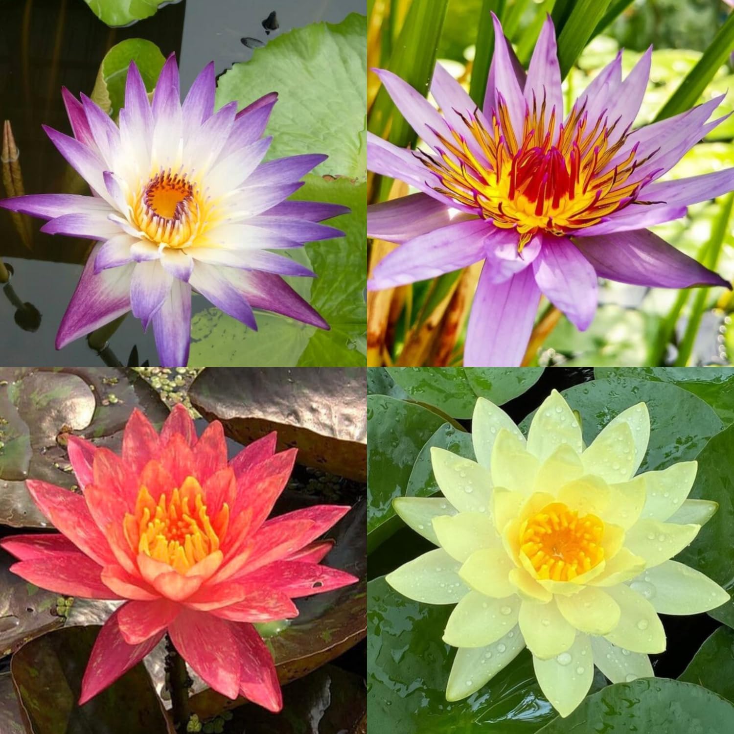 Amazon.com : 4 Pack Live Water Lily Pre-Grown Tuber in Red, Blue ...