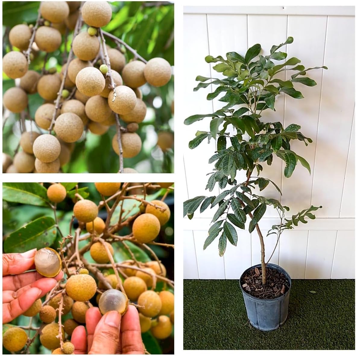 ONLINE PLANT BAZAR Dragon Eye Longan Fruit Grafted Live Plant(Height 1. ...