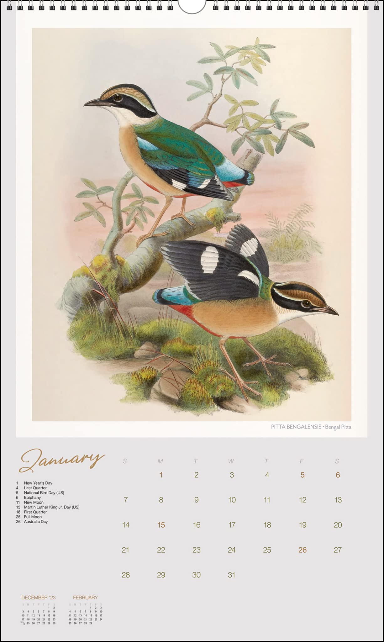 2014 Calendar Bird Paintings Twelve South African Birds Birthday