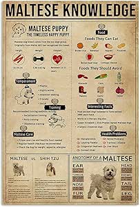 Amazon.com: JIUFOTK Poster Metal Sign Maltese Knowledge Metal Tin Signs ...