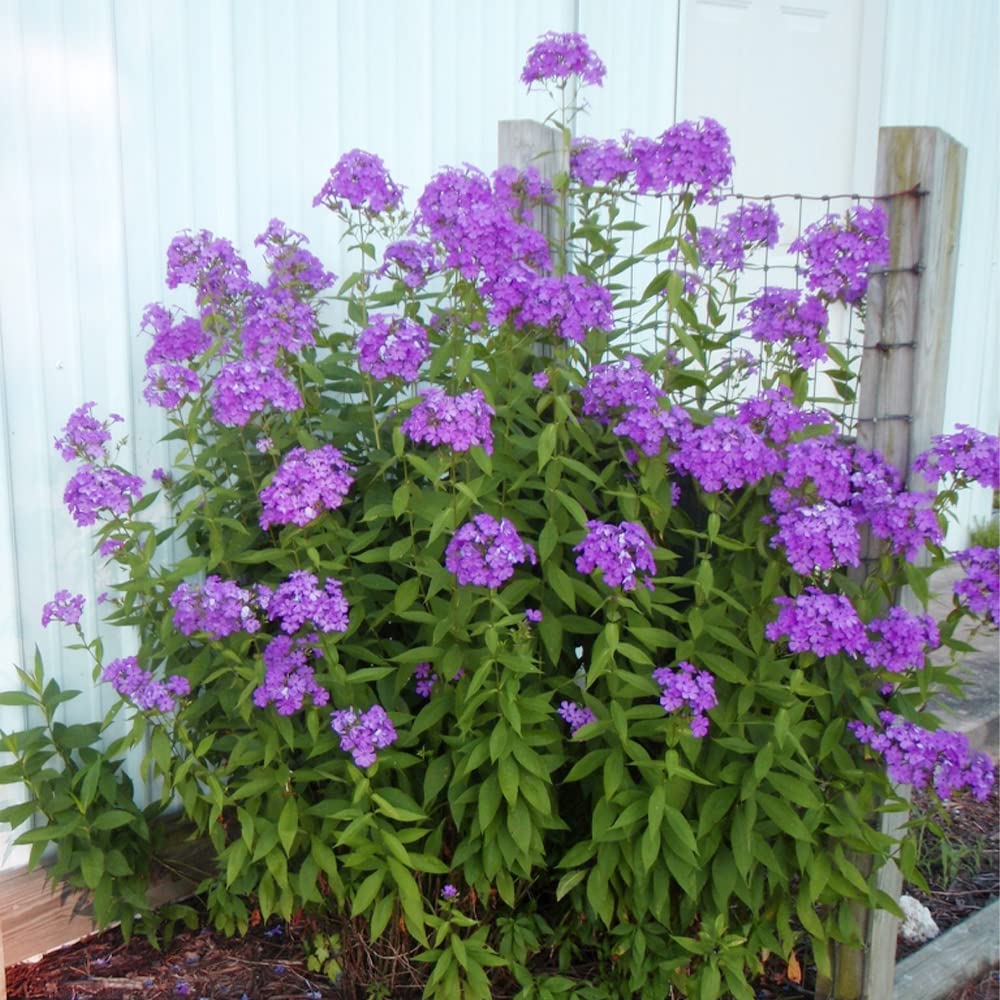 Tall Phlox