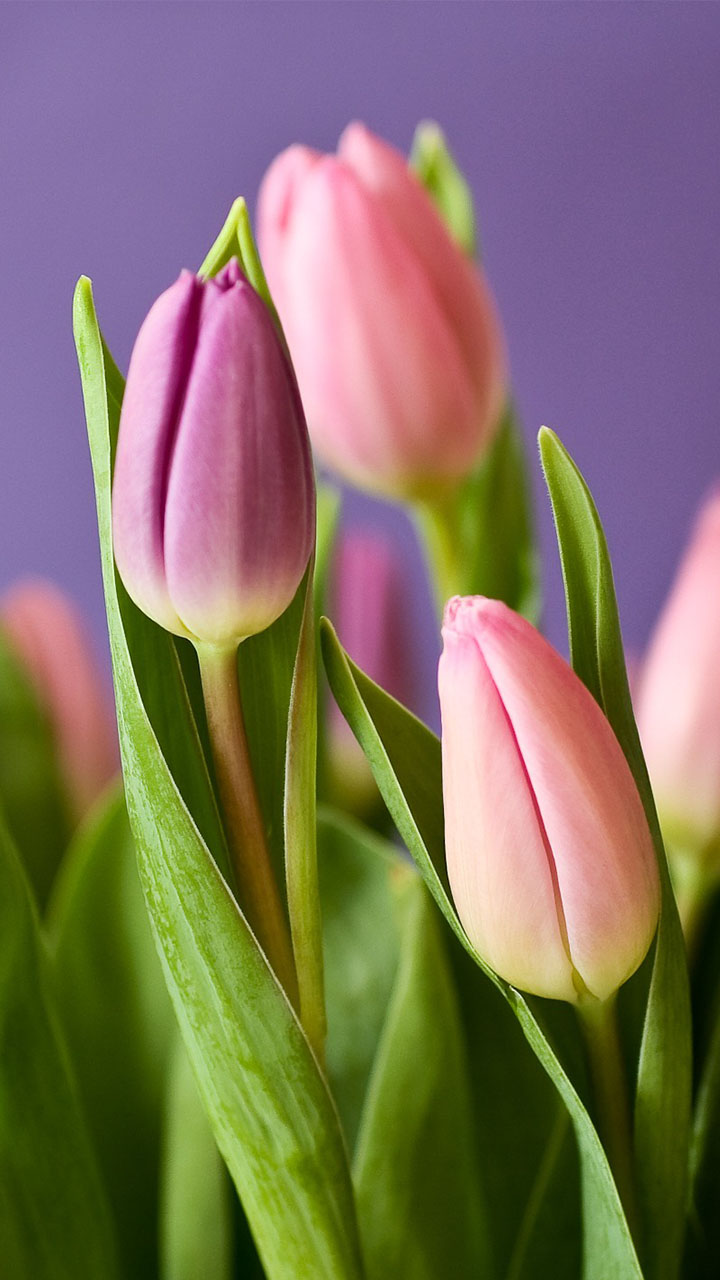 Flowers Wallpaper HD - App on the Amazon Appstore