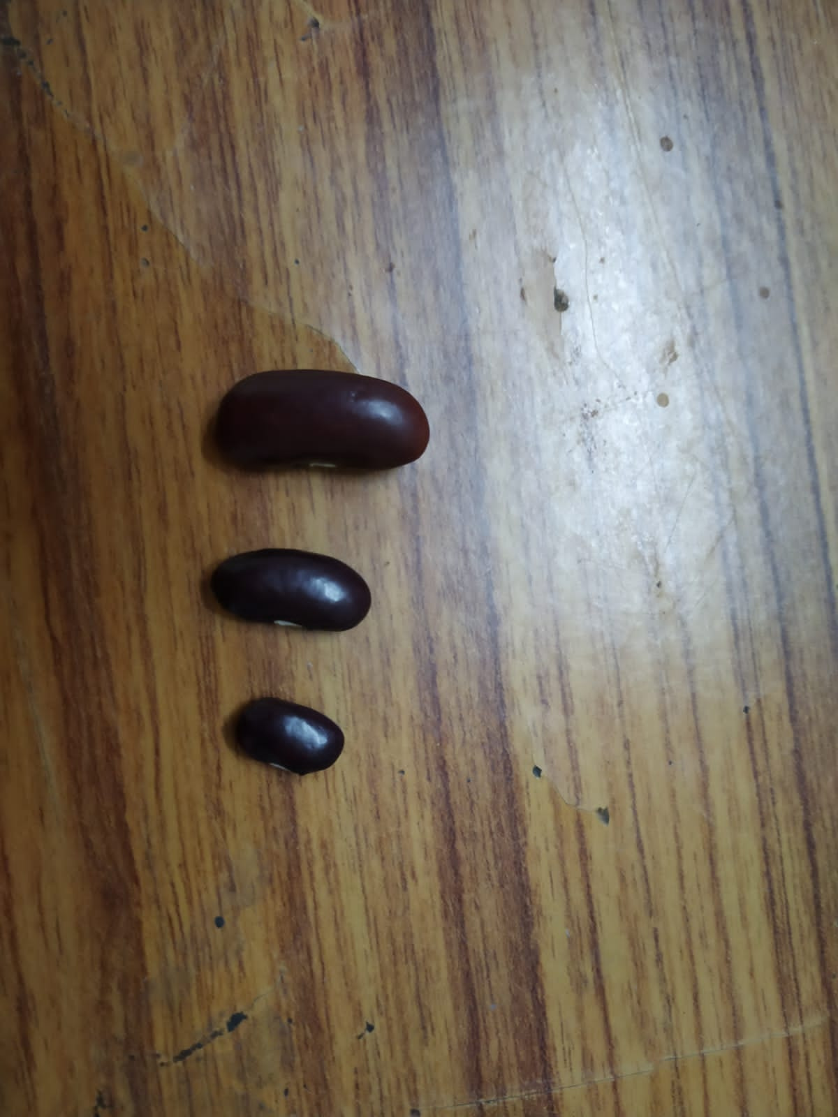 SPS Red Rajma | laal Rajma, 200g : Amazon.in: Grocery & Gourmet Foods