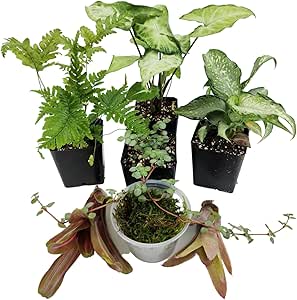 Amazon.com : Josh's Frogs Dart Frog Vivarium Bioactive Plant Kits (10 ...