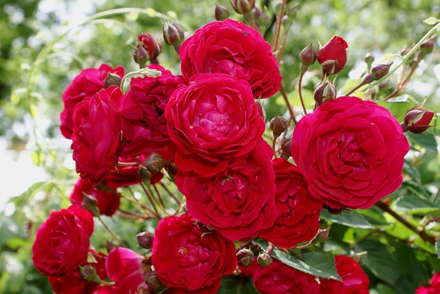 GreenWill Rose Seeds,Kashmiri Gulab Seeds/Fragrant Red Rose Seeds/Desi ...