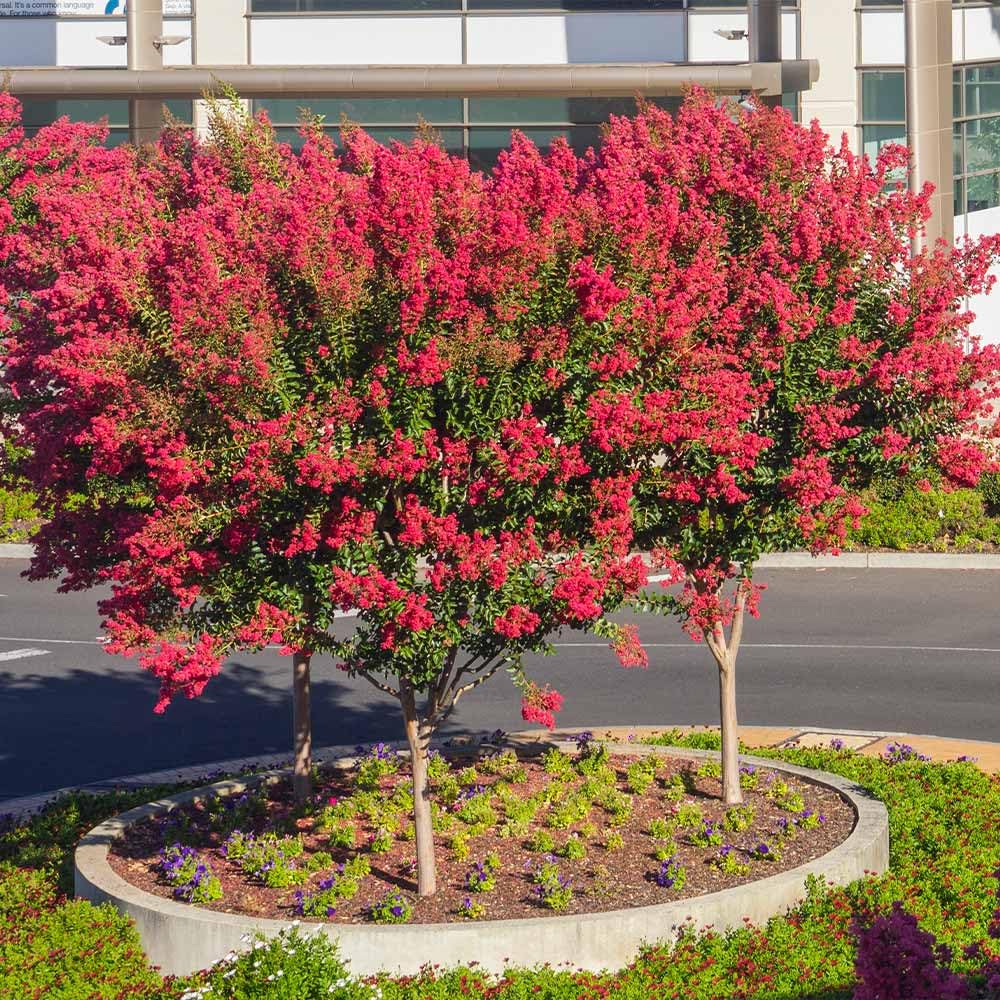 Deepest Red Crape Myrtle