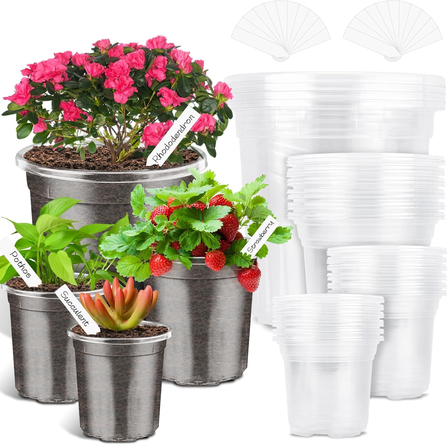 Amazon.com: PACETAP 40Pack 6.5/5/4/3.5 Inch Reinforced Clear Nursery ...
