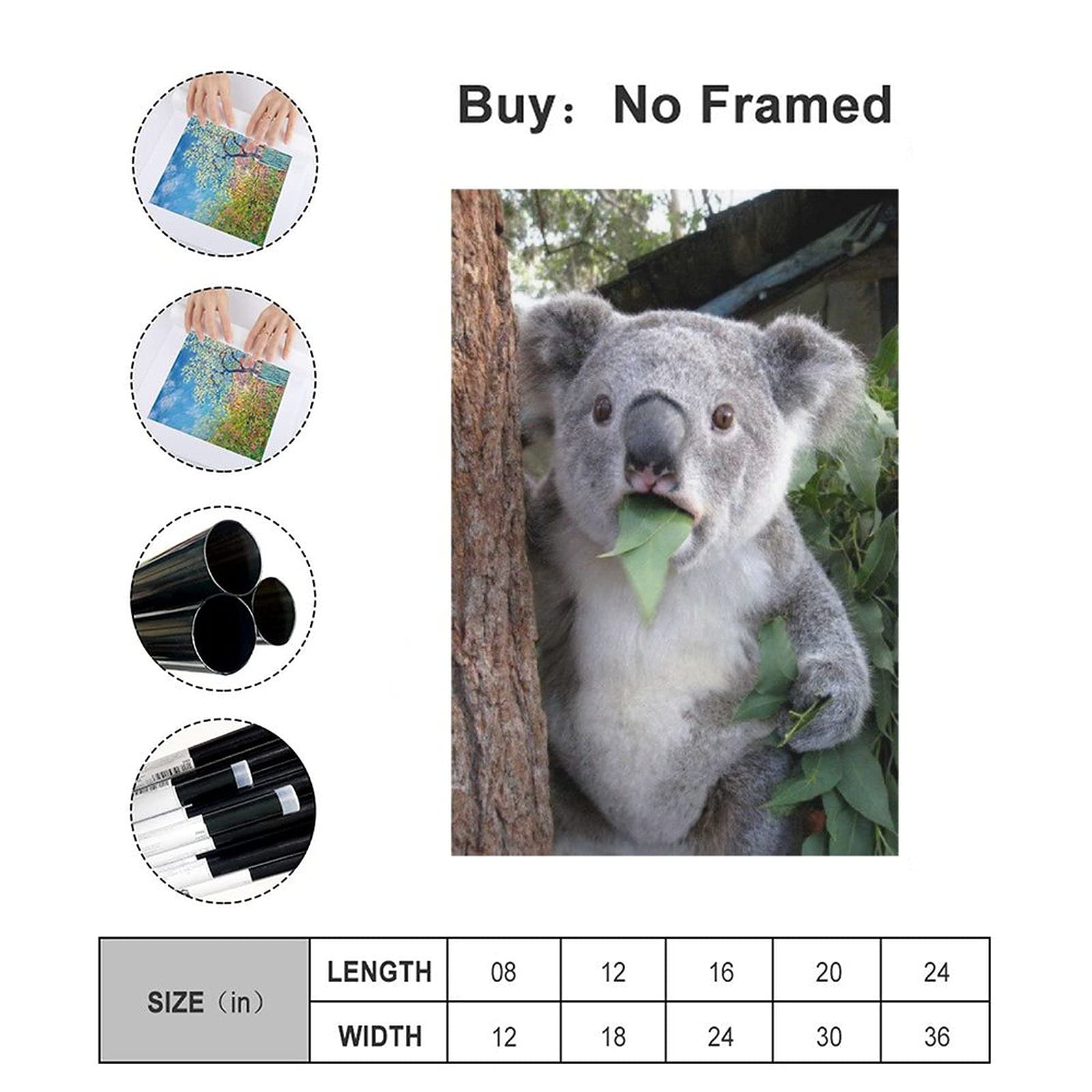Shocked Koala