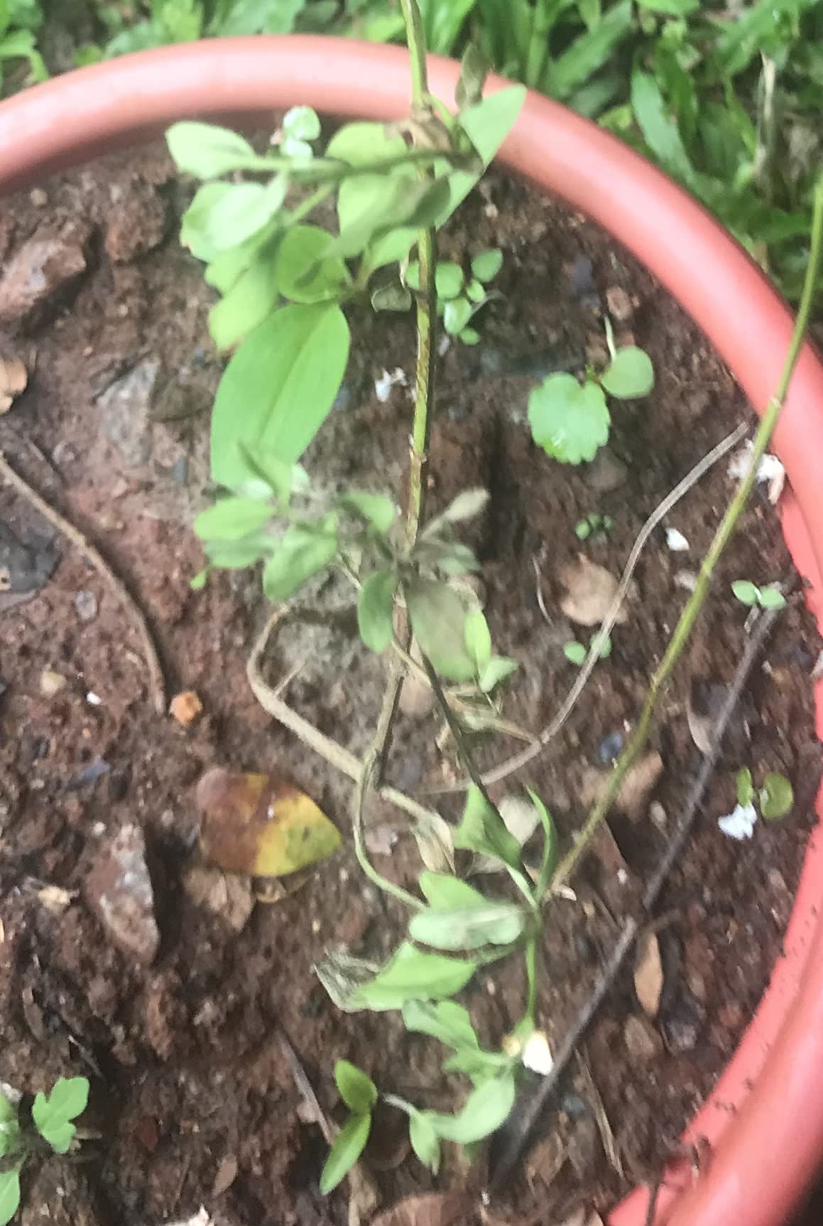 UGANIO PLANT Live Jasmine Yellow Flower Plant, PILI Chameli Plant with ...