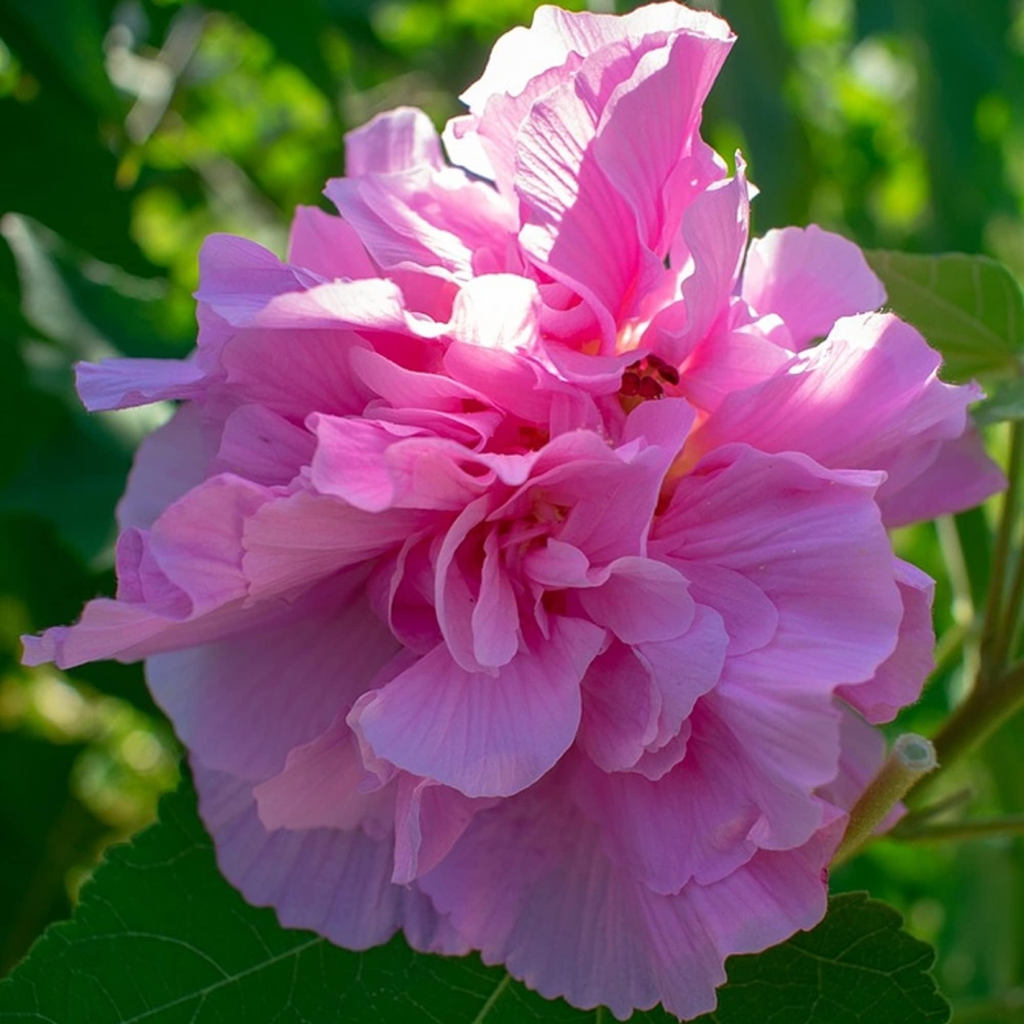 Amazon.com : CHUXAY GARDEN Pink Confederate Rose Seed 30 Seeds Hibiscus ...