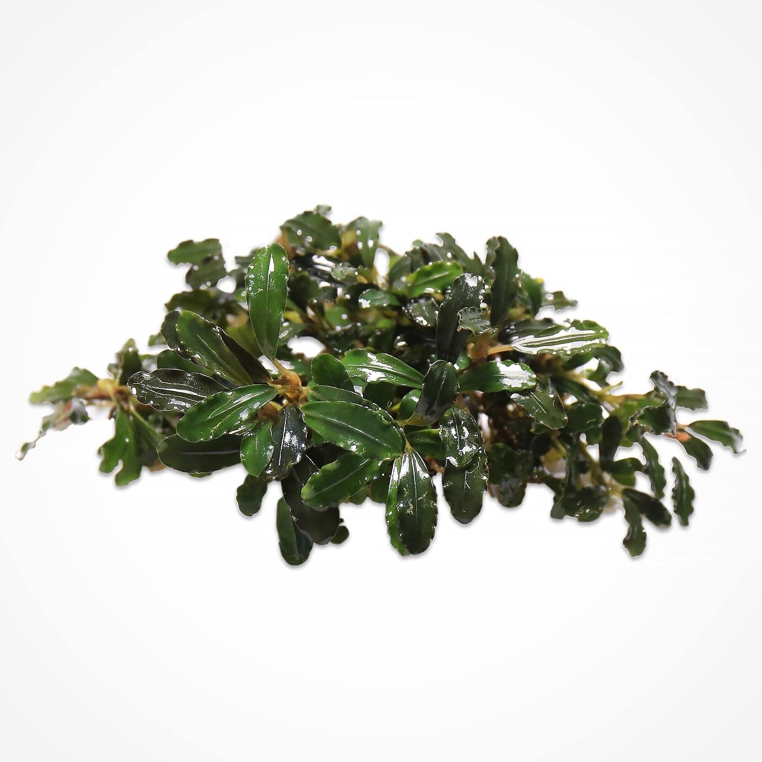 Amazon.com: SubstrateSource Bucephalandra Rainbow Frost Live Aquarium ...