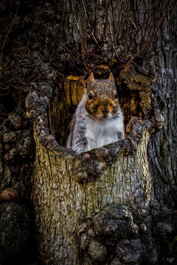 Amazon.com: Pop Up Squirrel In Tree by Chris Lord Nature Wild Animal ...
